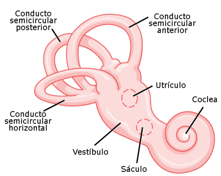 ¿Qué es el vértigo? ¿Cómo se cura? - Clinica Sanarte